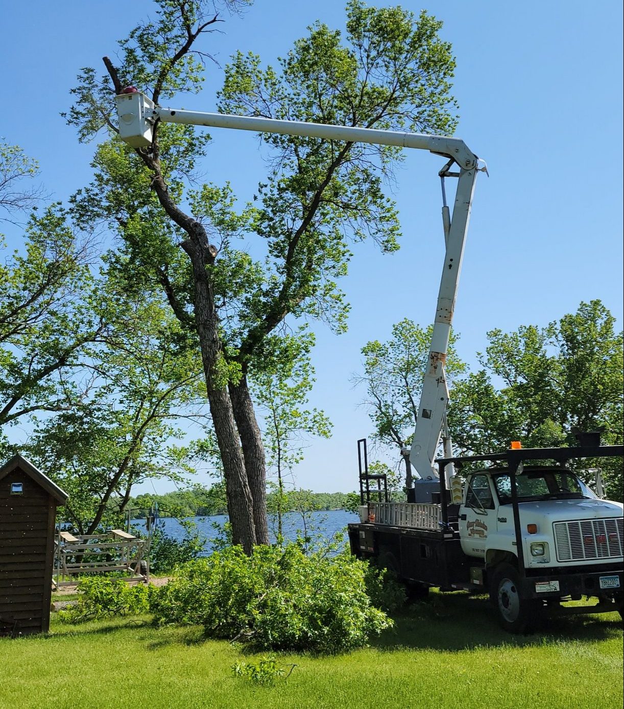 Tree Trimming & pruning - Jeremy Michaelson Tree Service